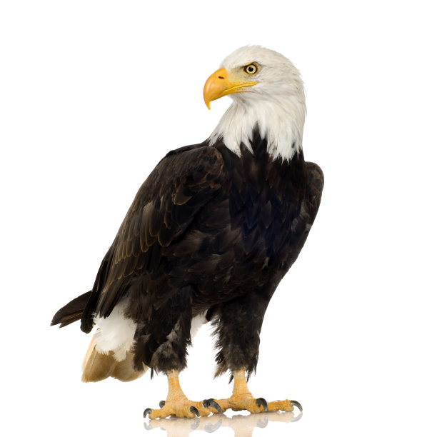 eagle图片素材 eagle设计素材 eagle摄影作品 eagle源文件下载 eagle图片素材下载 eagle背景素材 eagle模板 ...