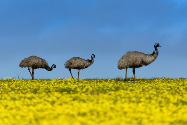 emu图片素材 emu设计素材 emu摄影作品 emu源文件下载 emu图片素材下载 emu背景素材 emu模板下载 - 搜索中心