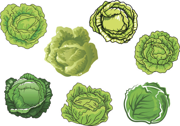 cabbage图片素材 cabbage设计素材 cabbage摄影作品 cabbage源文件下载 cabbage图片素材下载 cabbage ...