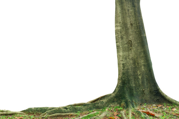 trunk图片素材 trunk设计素材 trunk摄影作品 trunk源文件下载 trunk图片素材下载 trunk背景素材 trunk模板 ...