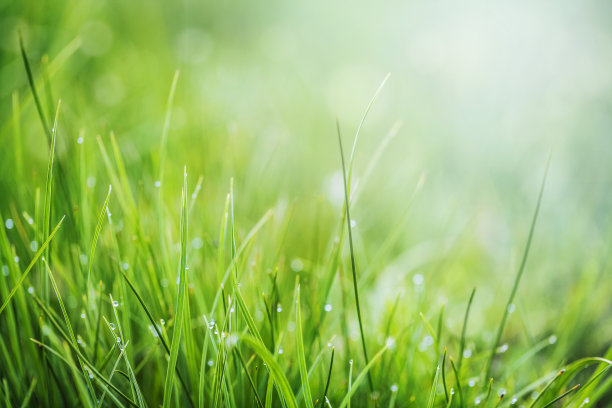 dew图片素材 dew设计素材 dew摄影作品 dew源文件下载 dew图片素材下载 dew背景素材 dew模板下载 - 搜索中心