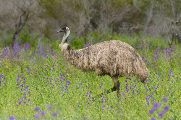 emu图片素材 emu设计素材 emu摄影作品 emu源文件下载 emu图片素材下载 emu背景素材 emu模板下载 - 搜索中心