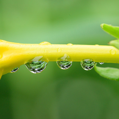 dew图片素材 dew设计素材 dew摄影作品 dew源文件下载 dew图片素材下载 dew背景素材 dew模板下载 - 搜索中心