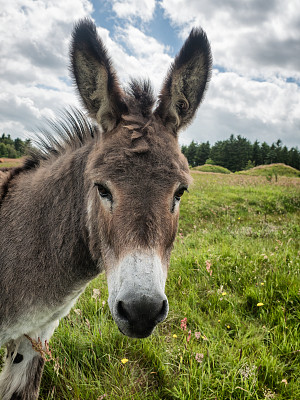 donkey图片素材 donkey设计素材 donkey摄影作品 donkey源文件下载 donkey图片素材下载 donkey背景素材 ...