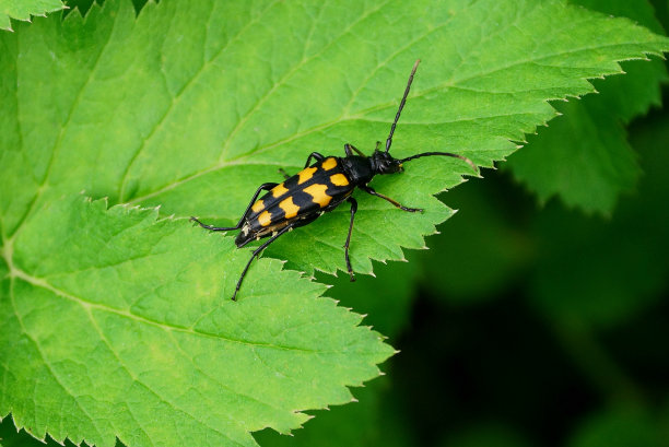 insect图片素材 insect设计素材 insect摄影作品 insect源文件下载 insect图片素材下载 insect背景素材 ...