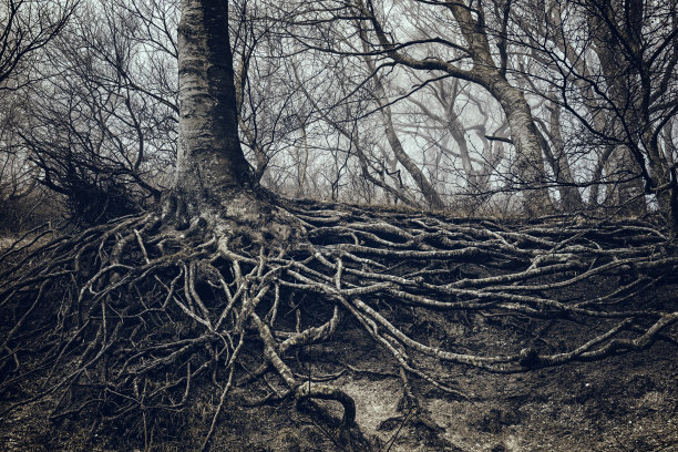 roots图片大全,roots设计素材,roots模板下载,roots图库_昵图网 soso.nipic.com