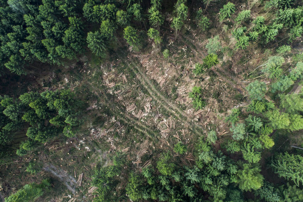 deforestration图片素材 deforestration设计素材 deforestration摄影作品 deforestration ...