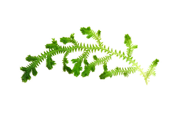 Mos图片素材 Mos设计素材 Mos摄影作品 Mos源文件下载 Mos图片素材下载 Mos背景素材 Mos模板下载 - 搜索中心