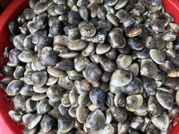 clam图片素材 clam设计素材 clam摄影作品 clam源文件下载 clam图片素材下载 clam背景素材 clam模板下载 - 搜索中心