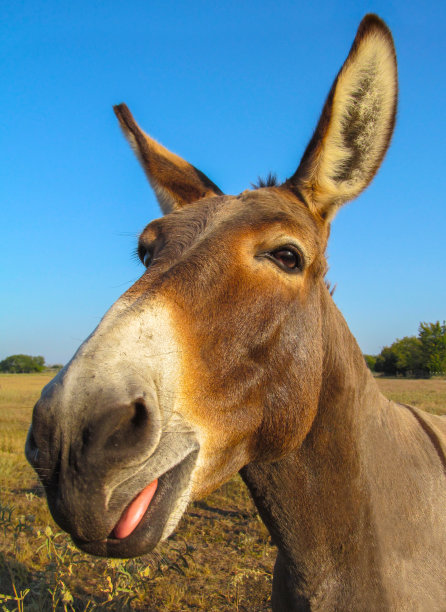 donkey图片素材 donkey设计素材 donkey摄影作品 donkey源文件下载 donkey图片素材下载 donkey背景素材 ...