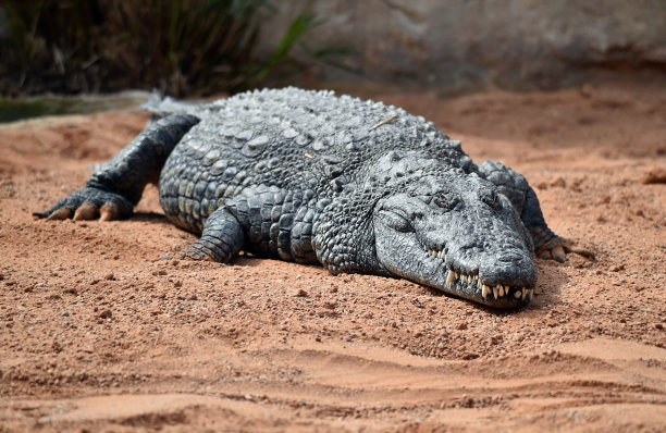 crocodile图片素材 crocodile设计素材 crocodile摄影作品 crocodile源文件下载 crocodile图片素材 ...