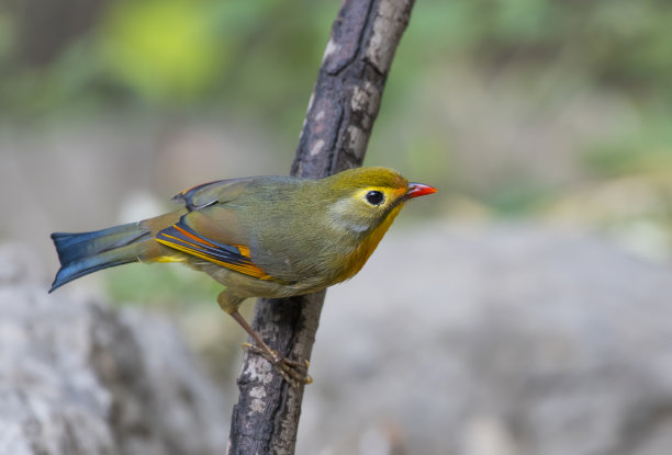 Nightingale图片素材 Nightingale设计素材 Nightingale摄影作品 Nightingale源文件下载 ...