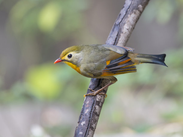 夜莺图片素材 夜莺设计素材 夜莺摄影作品 夜莺源文件下载 夜莺图片素材下载 夜莺背景素材 夜莺模板下载 - 搜索中心