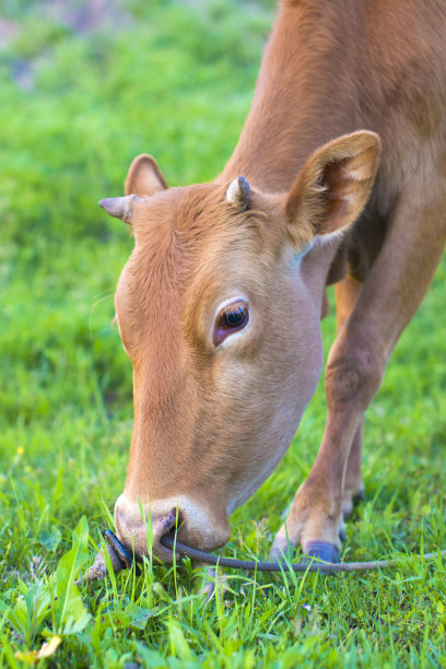 ox图片素材 ox设计素材 ox摄影作品 ox源文件下载 ox图片素材下载 ox背景素材 ox模板下载 - 搜索中心