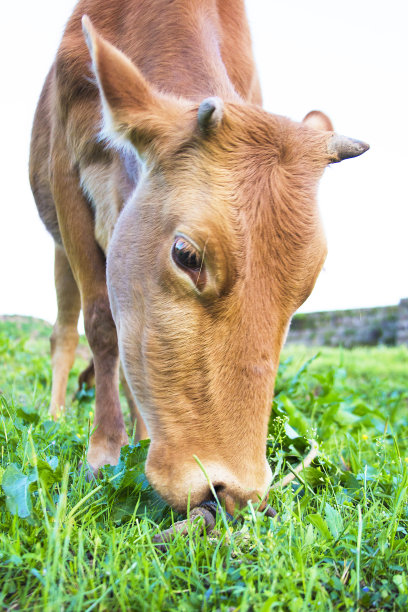 ox图片素材 ox设计素材 ox摄影作品 ox源文件下载 ox图片素材下载 ox背景素材 ox模板下载 - 搜索中心