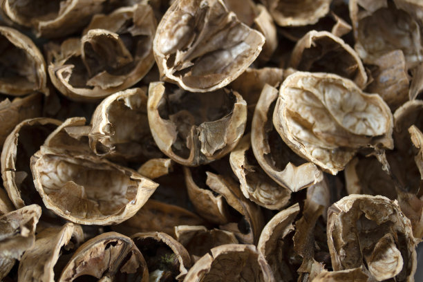 shell图片素材 shell设计素材 shell摄影作品 shell源文件下载 shell图片素材下载 shell背景素材 shell模板 ...