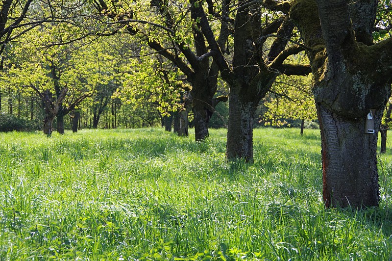 Obstb?ume,in,voller,Blüte,(,Serie,mit,verschiedenen,Einstellungen,)摄影素材 ...